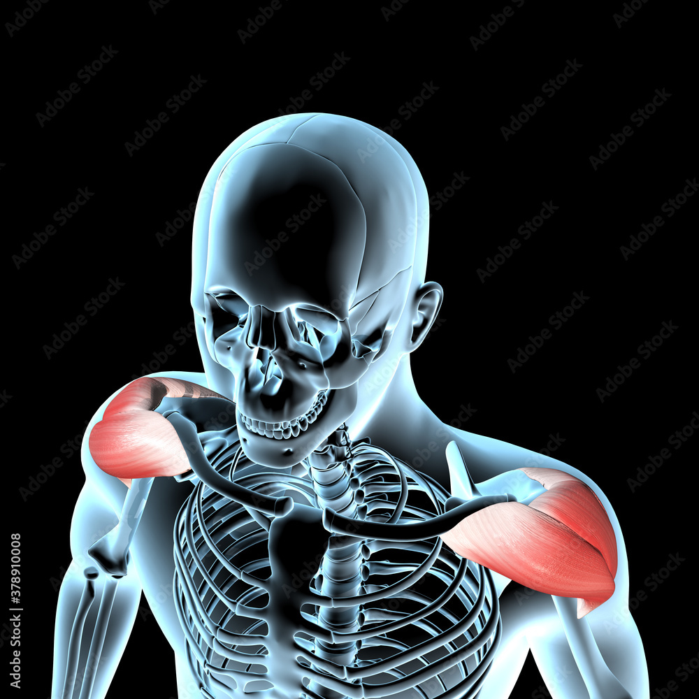 Poster 3d Illustration of the Deltoid Muscles Anatomical Position on ...