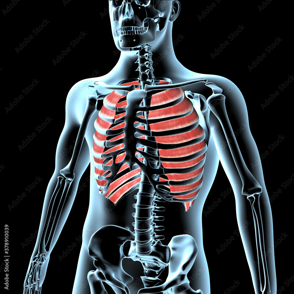 3d Illustration of the External Intercostal Muscles Anatomical Position ...