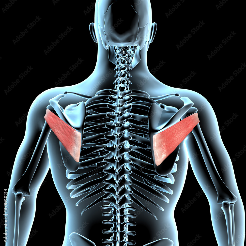 3d Illustration of the Infraspinatus Muscles Anatomical Position on ...