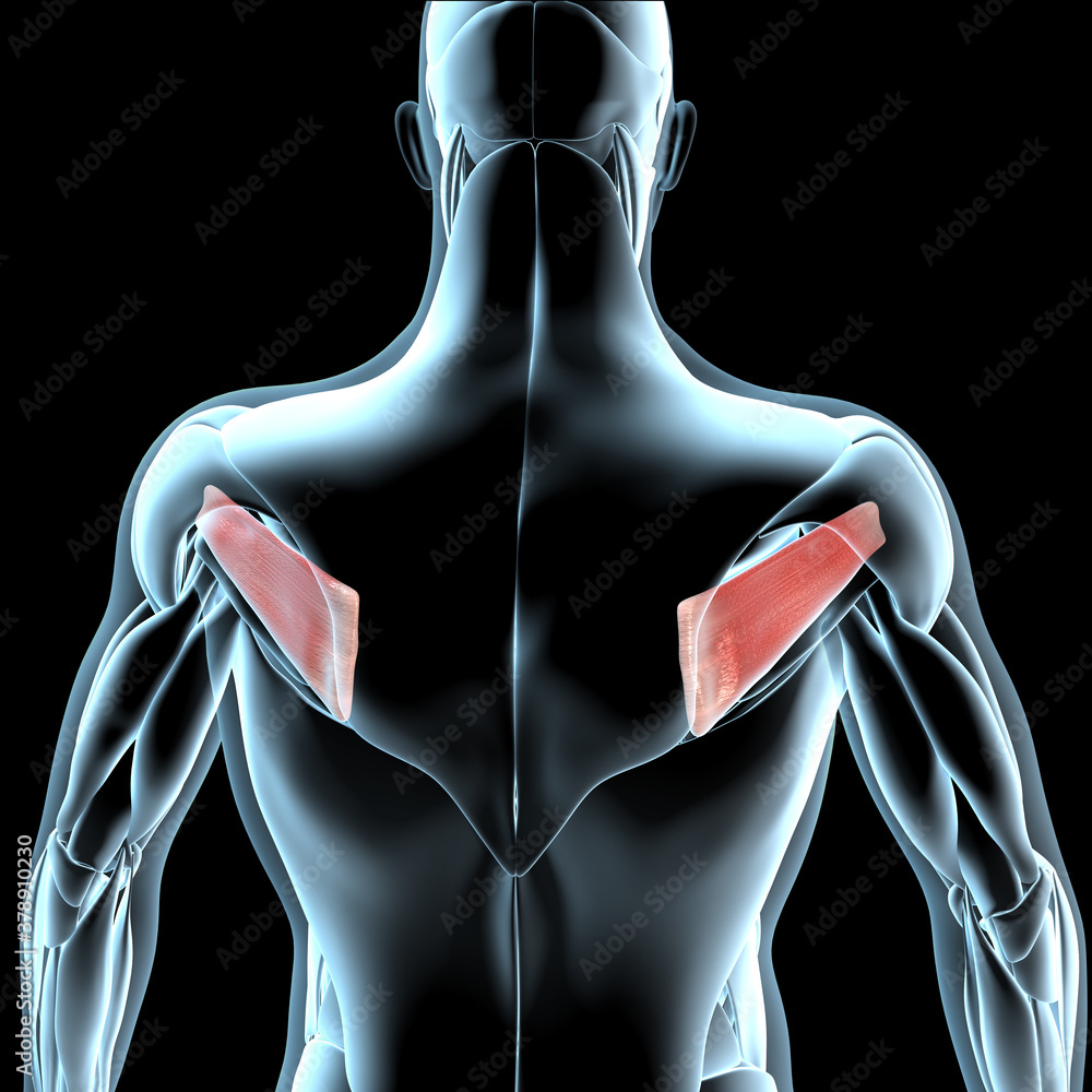 3d Illustration of the Infraspinatus Muscles on Xray Musculature Stock ...