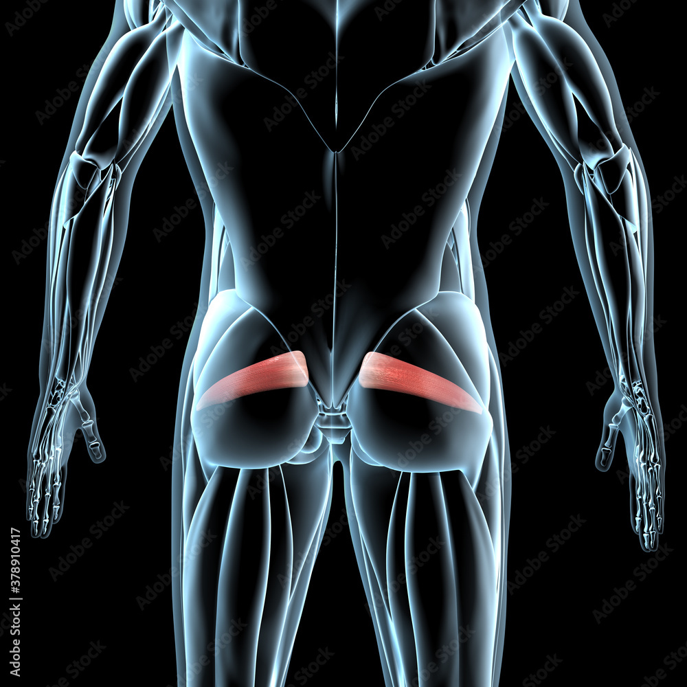 3d Illustration of the Piriformis Muscles on Xray Musculature Stock ...