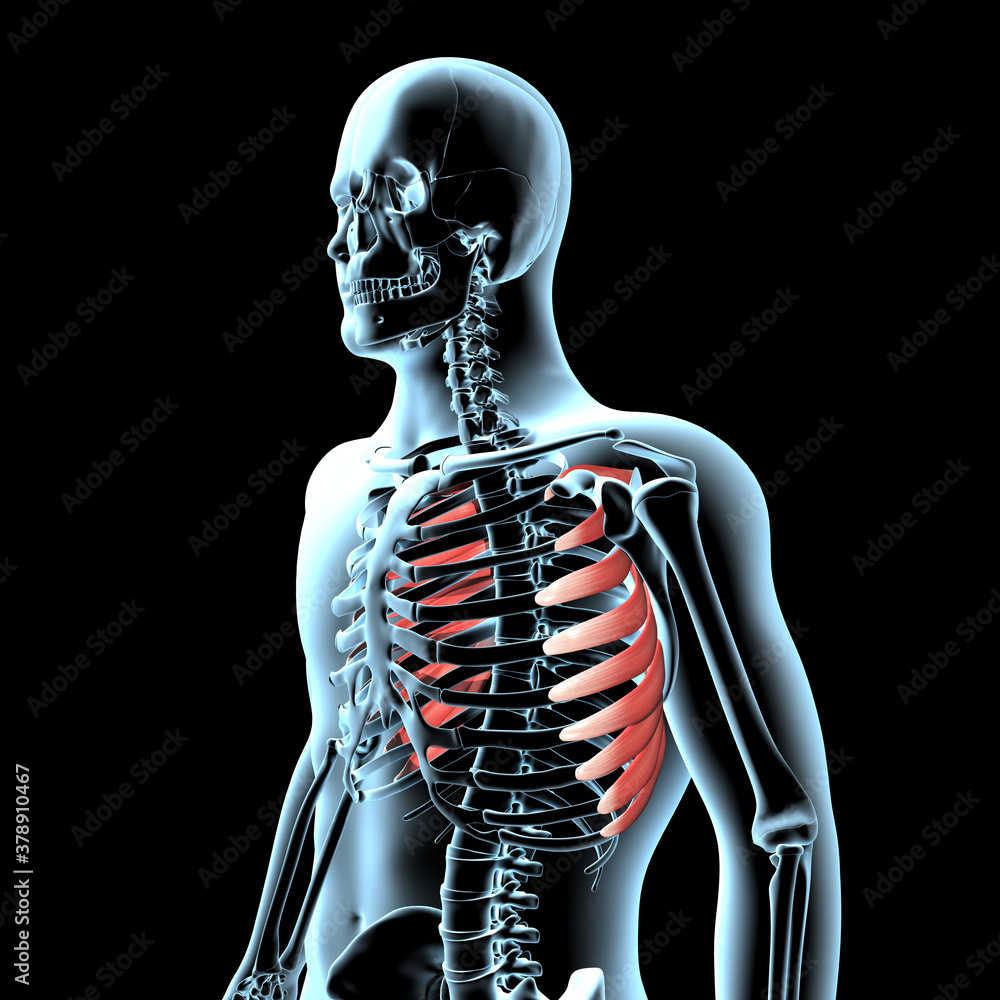 3d Illustration of the Serratus Anterior Muscles Anatomical Position on ...