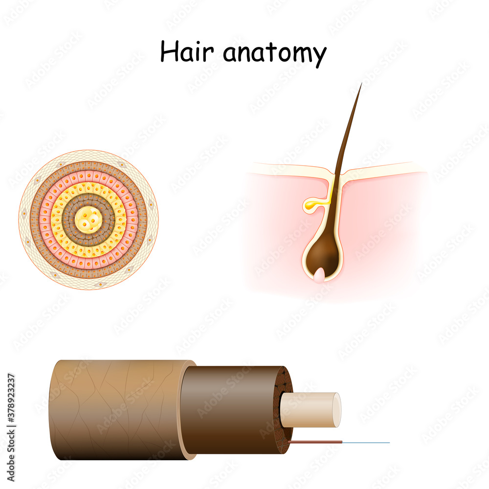 Hair anatomy. Cross section, and Cell Structure Stock Vector | Adobe Stock
