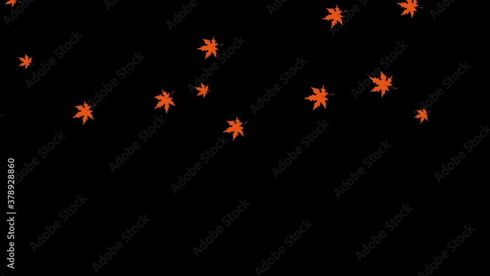 Leaf fall animation. Autumn maple leaves falling on black chromakey ...