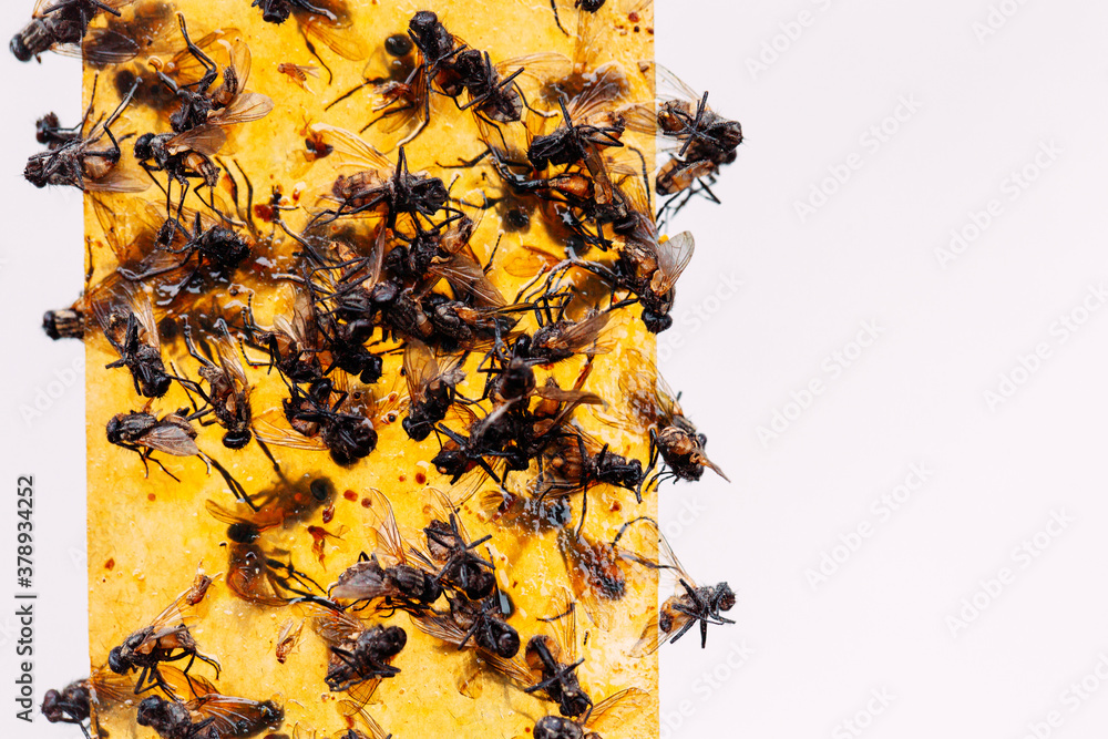 Sticky flypaper with glued flies, trap for flies or fly-killing device ...