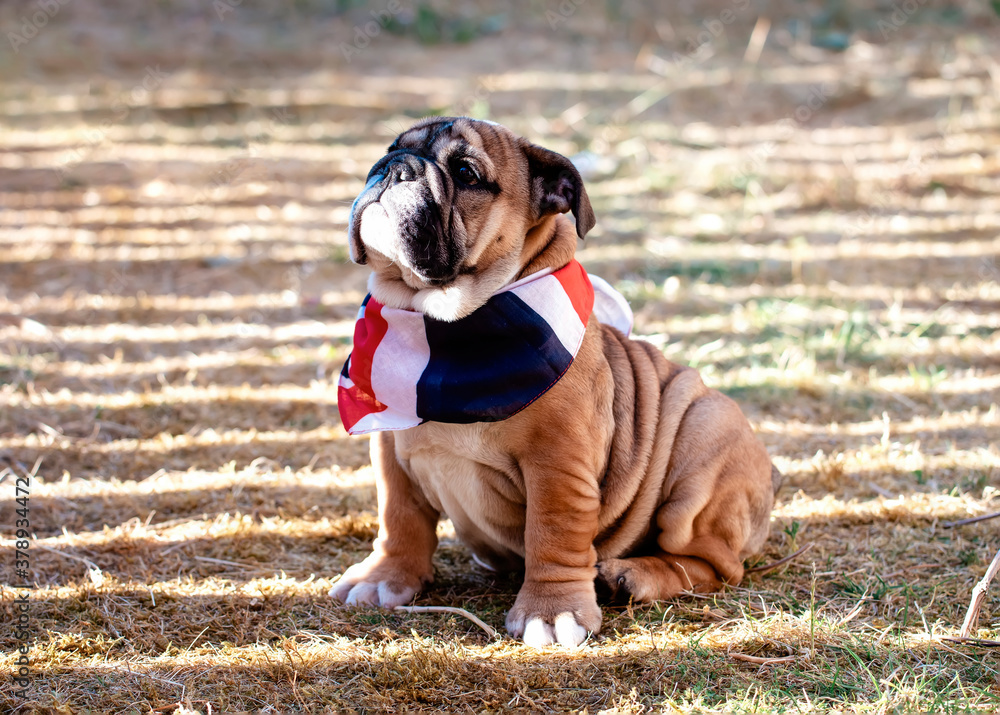 Puppy of Red English Bulldog in neckless outdoors sitting on the garden ...