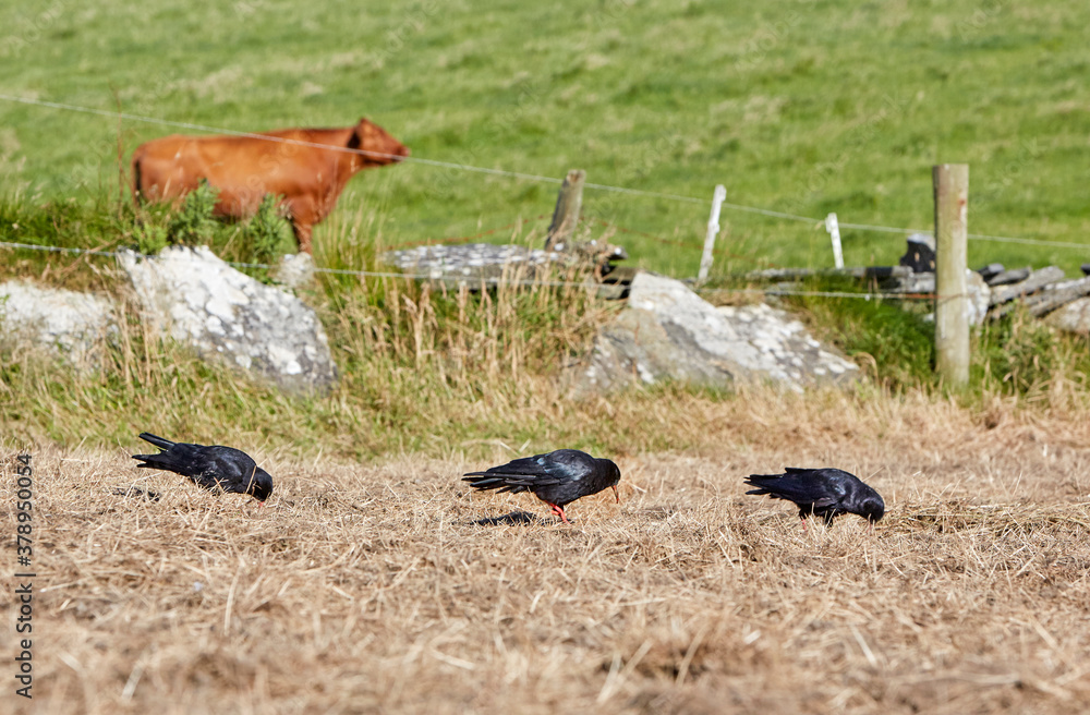 Red-billed Choughs (Pyrrhocorax pyrrhorocax) foraging in fields in ...