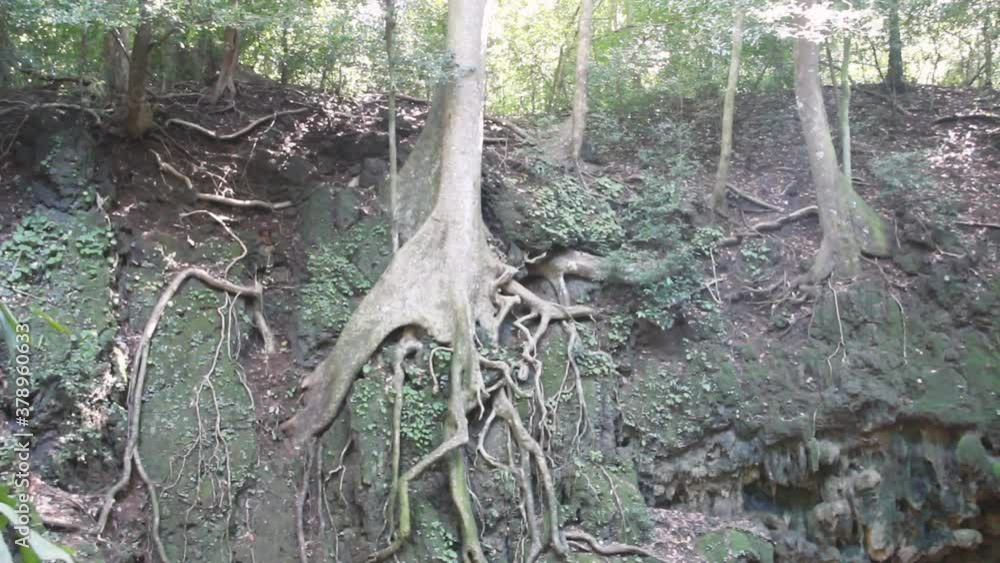 Tabular roots (buttress root) allow the tree plant to strengthen on the ...