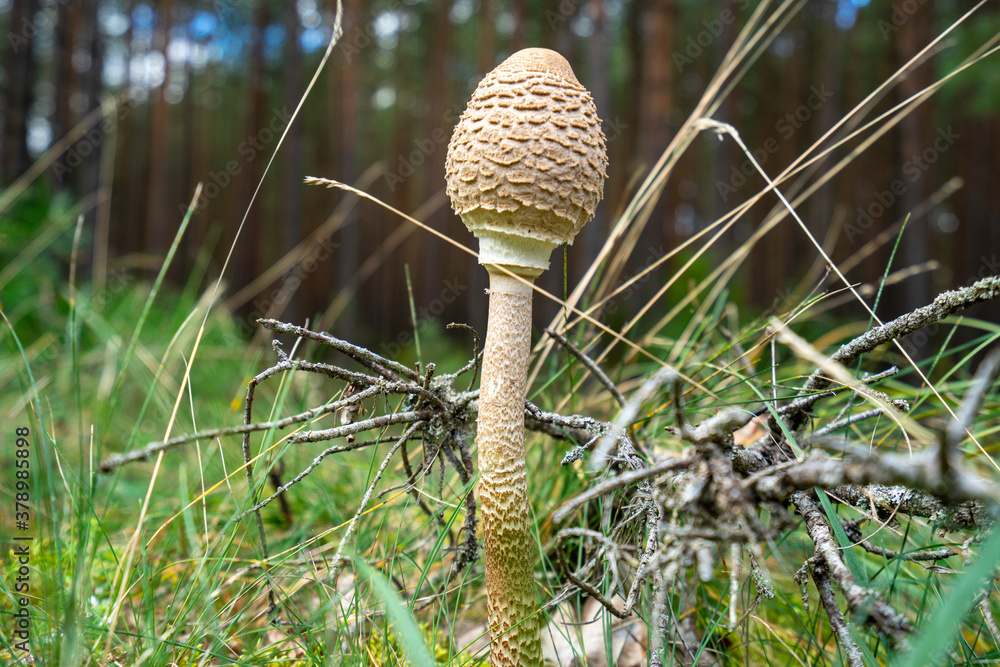 Grzyby jadalne, podgrzybki, prawdziwki Stock Photo | Adobe Stock