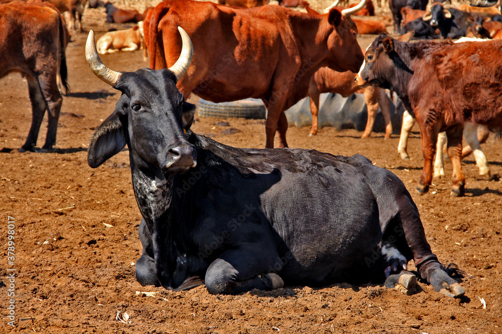 Cattle farming in Potchefstroom area, Northwest, South Africa. Black ...