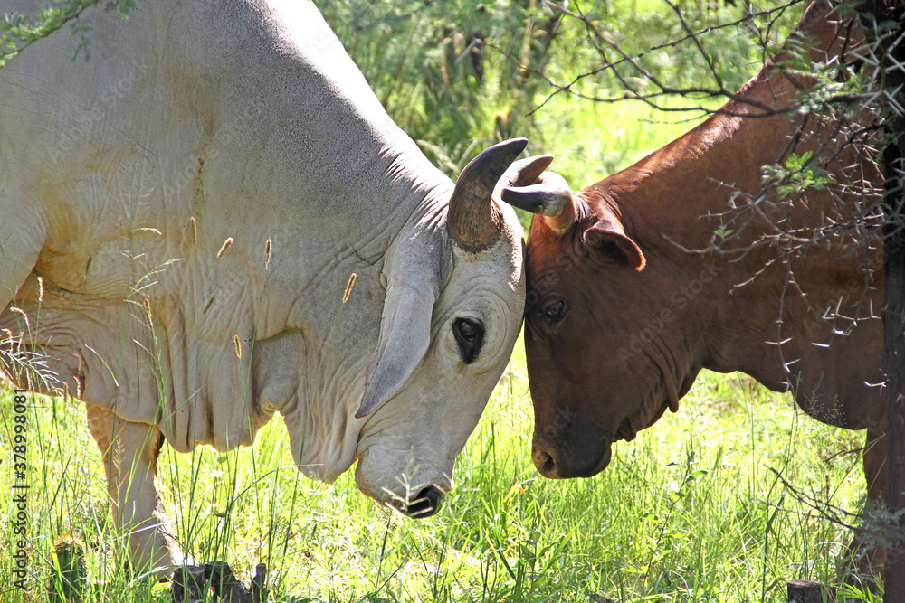 Brahman bull and cow . The Brahman is produced all over South Africa ...