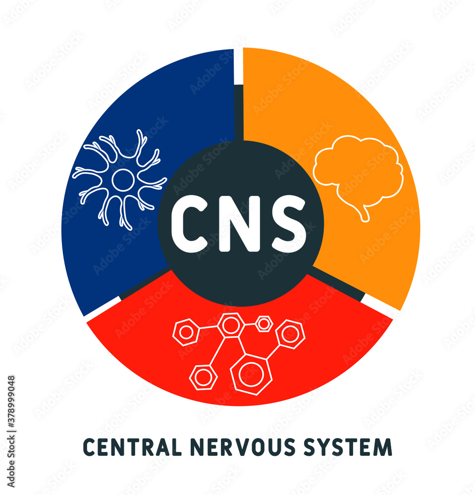 CNS - Central Nervous System. acronym, medical concept background ...
