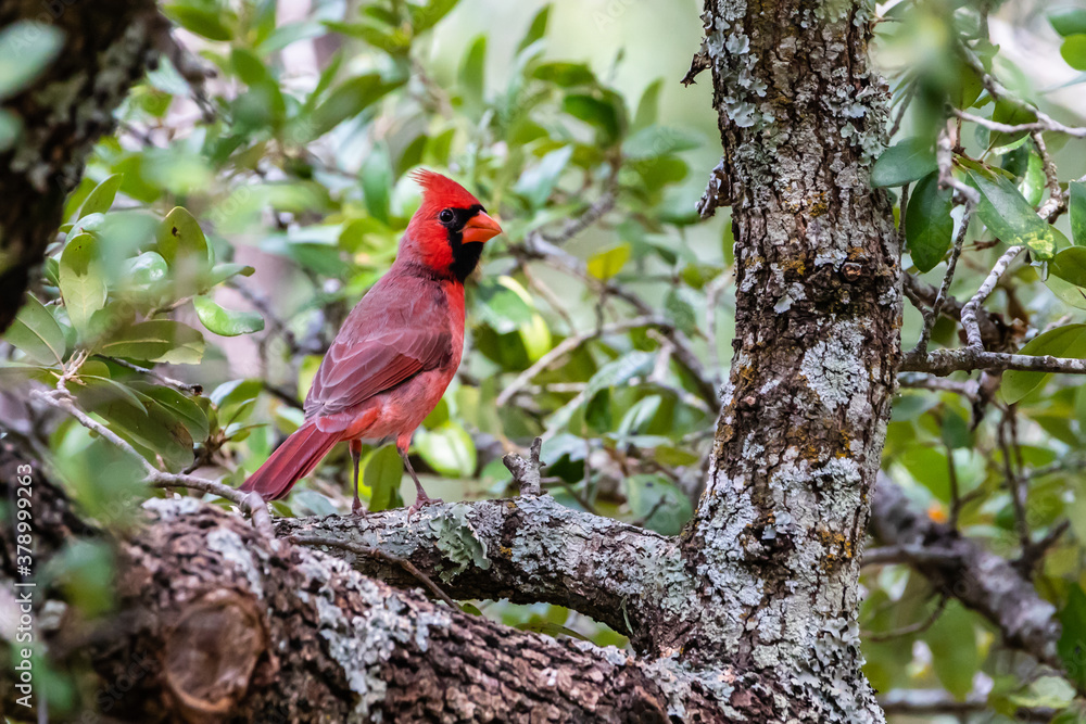Northern Cardinal in a tree Stock Photo | Adobe Stock