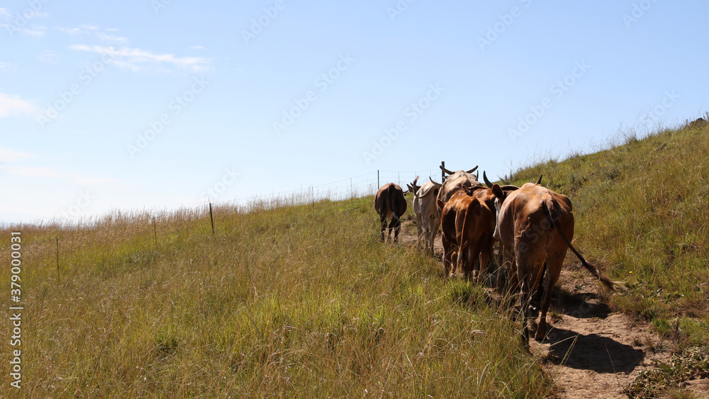 The Afrikaner is a breed of domestic beef cattle native to South Africa ...