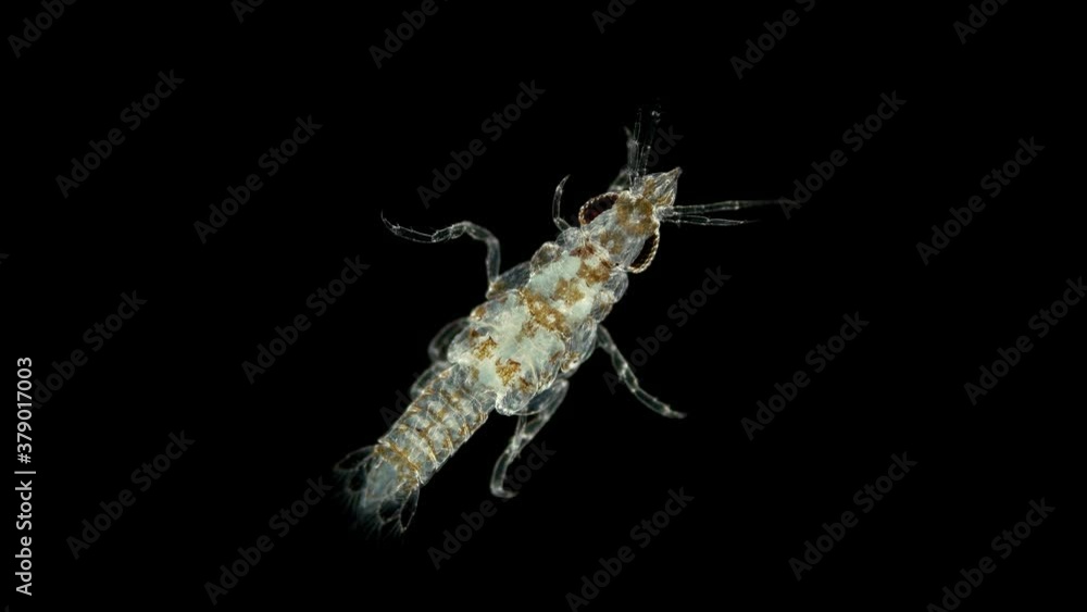 Parasitic isopod larva at the zuphea stage under a microscope, of the ...