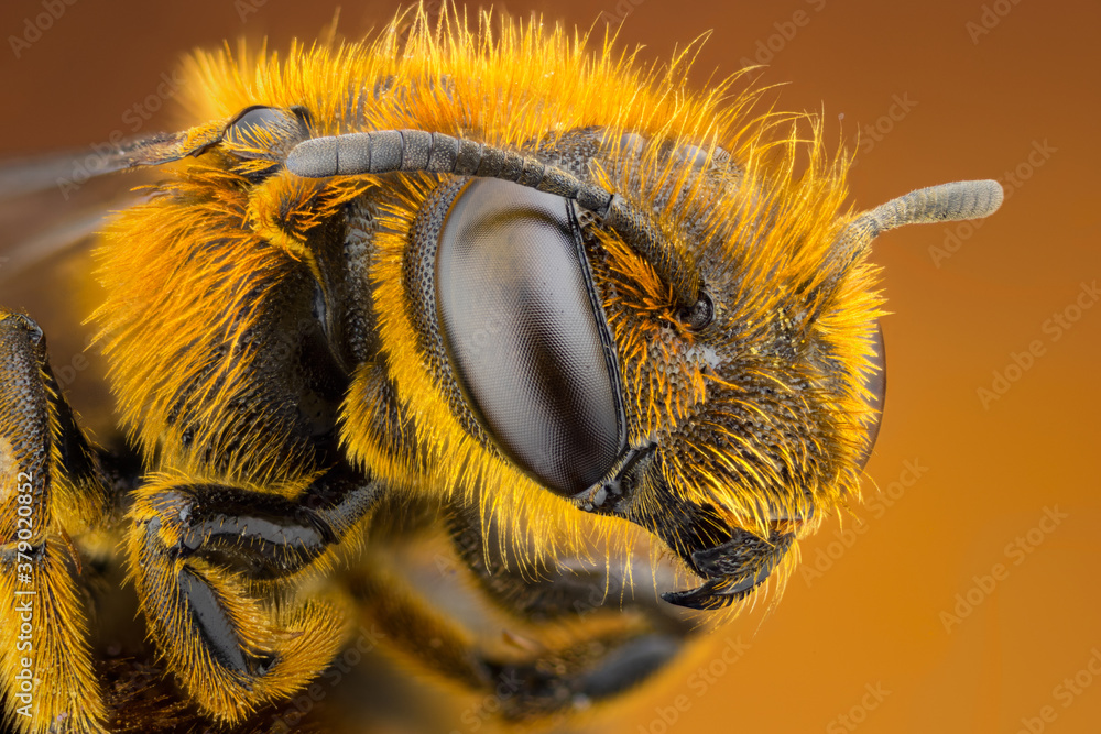 extreme close up of a bee head portrait Stock Photo | Adobe Stock