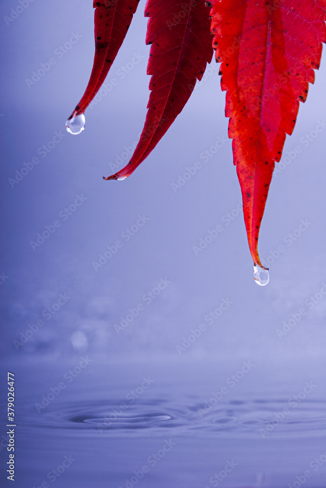 Water drops falling from autumn leaves on the blue background. Scale ...