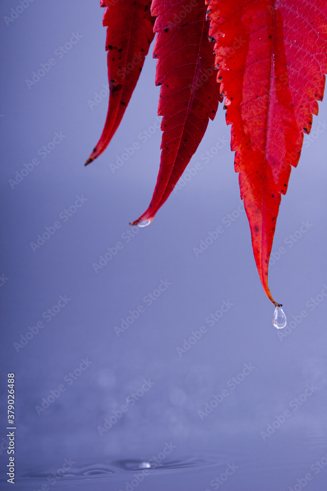 Water drops falling from autumn leaves on a blue background. Scale and ...