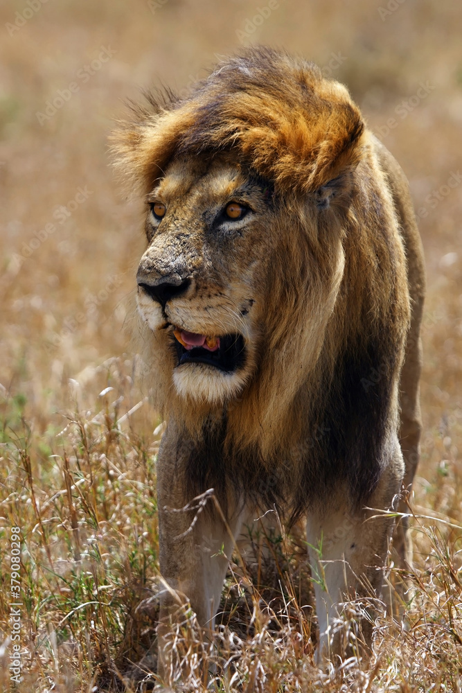 The Masai lion or East African lion (Panthera leo nubica syn. Panthera ...