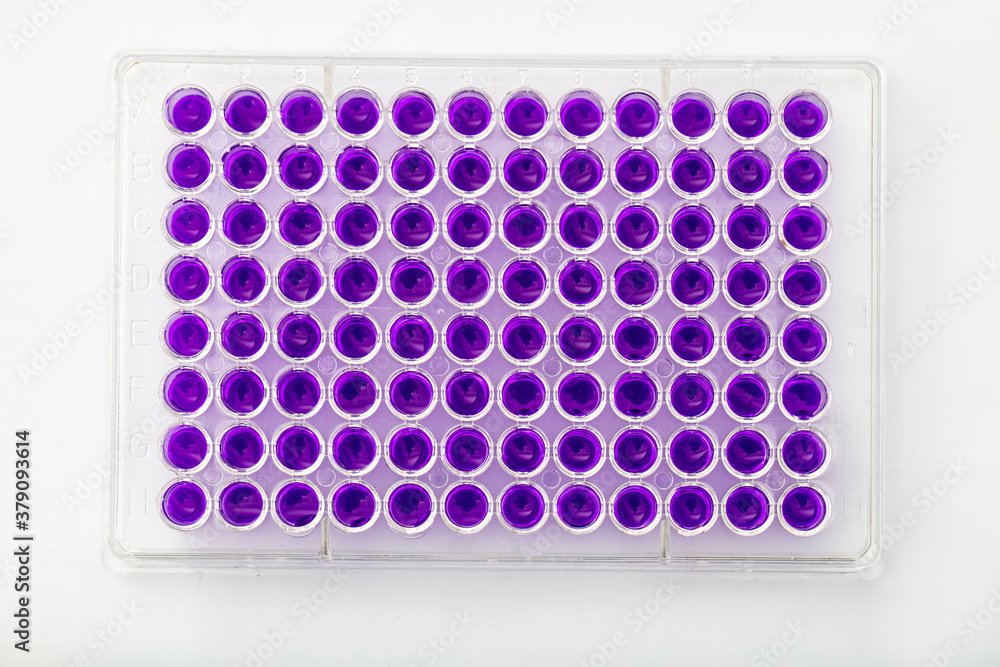 Multi channel pipette loading biological samples in microplate for test ...