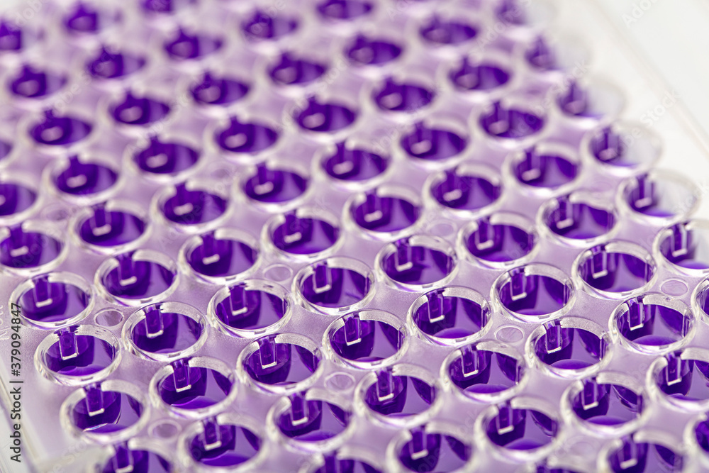 Multi channel pipette loading biological samples in microplate for test ...