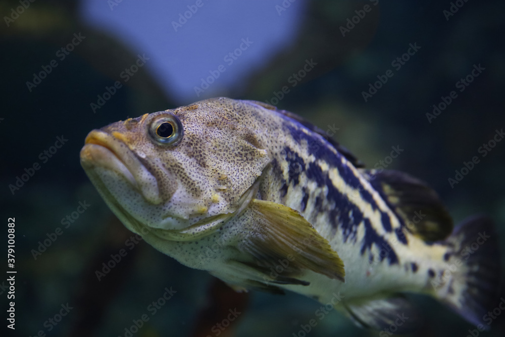 Swimming Black rockfish Sebastes schlegeli. Fish in the aquarium. Fish ...