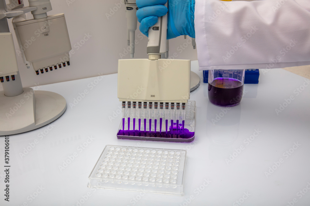 Multi channel pipette loading biological samples in microplate for test ...