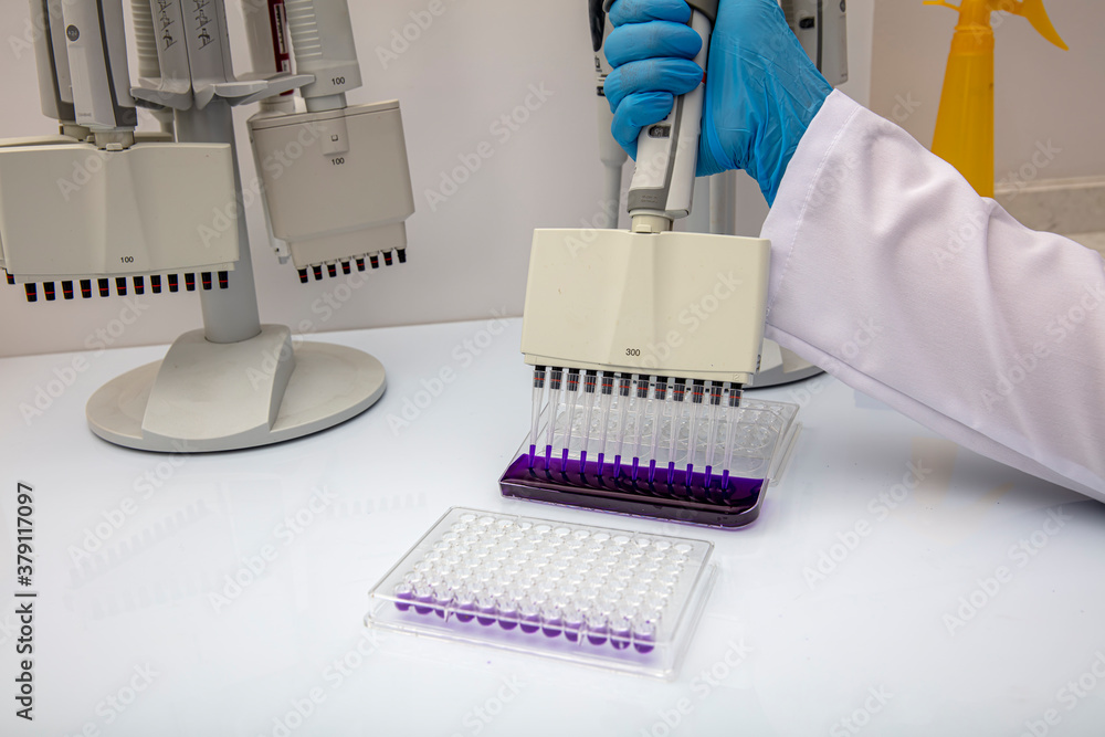 Multi channel pipette loading biological samples in microplate for test ...
