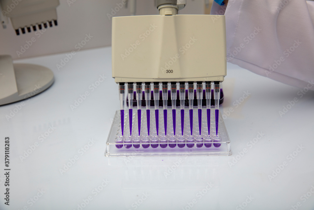 Multi channel pipette loading biological samples in microplate for test ...