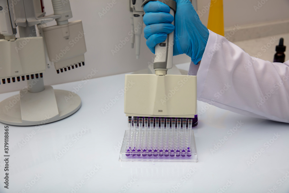 Multi channel pipette loading biological samples in microplate for test ...