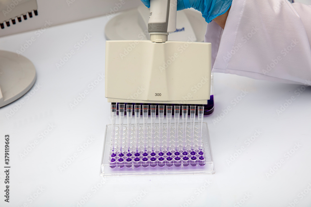 Multi channel pipette loading biological samples in microplate for test ...