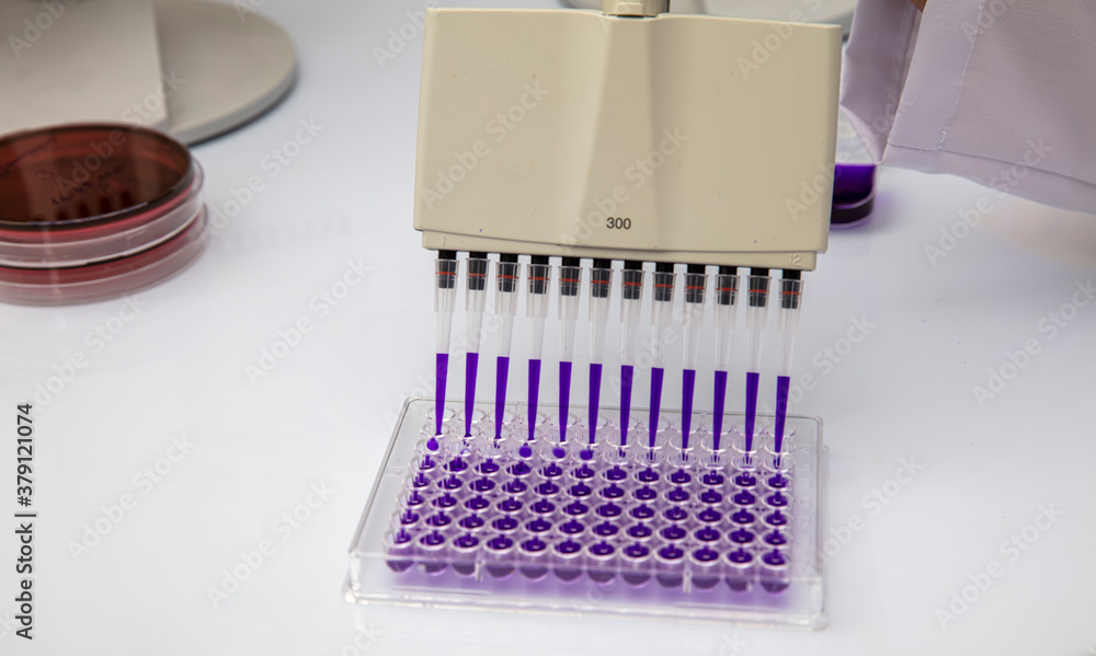 Multi channel pipette loading biological samples in microplate for test ...