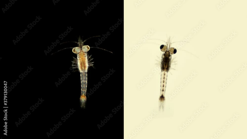 Small shrimp Mysida under the microscope, family Mysidae, found all ...