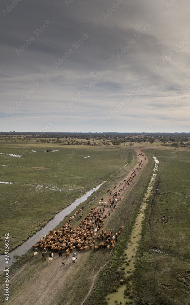 Aerial view of cattle run by gauchos and dogs, many cows are piled up ...
