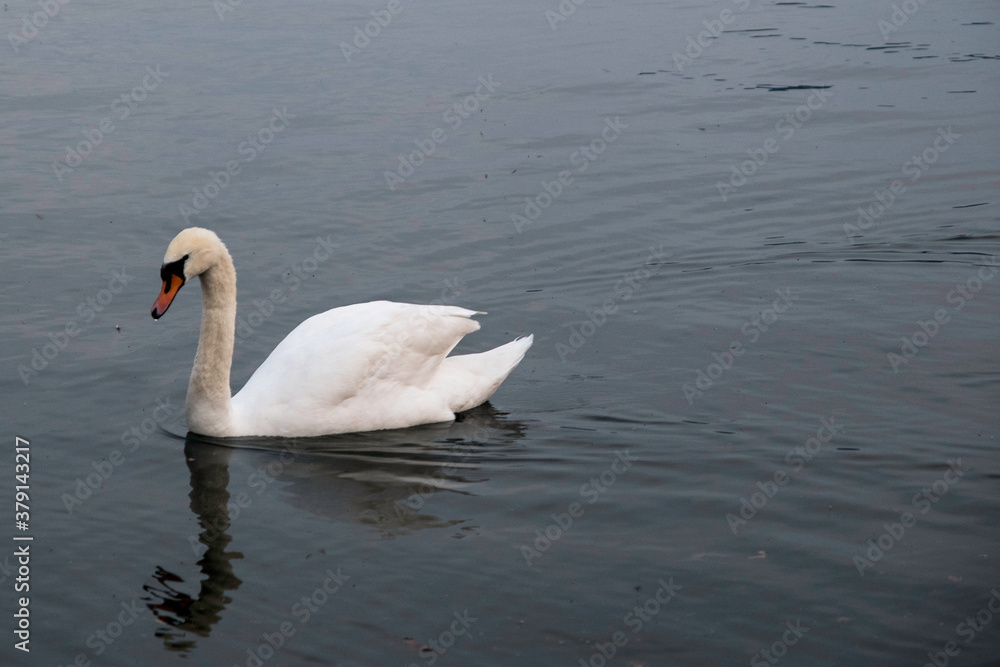Cigno adulto fotografato nel Lago Maggiore. Stock Photo | Adobe Stock