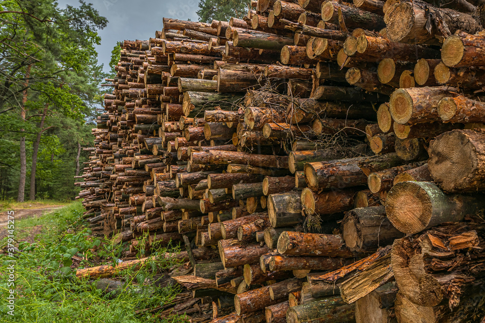 Deforestation concept. Stumps, logs and branches of tree after cutting ...