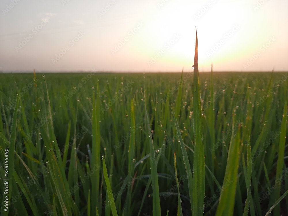 Foto de grass and sunrise, green rice field, beautiful green rice field ...