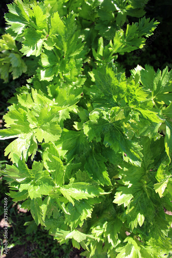 Pianta di Sedano Apium graveolens con foglie al sole Stock Photo ...
