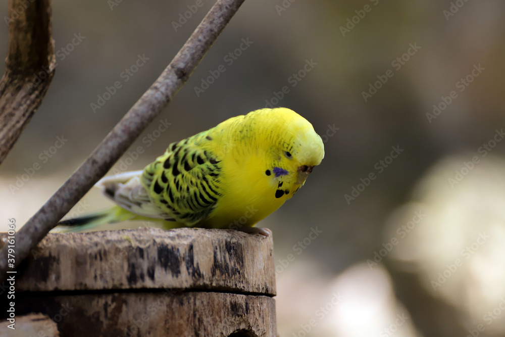 Portrait de petite perruche ondulée jaune et verte Stock Photo | Adobe ...