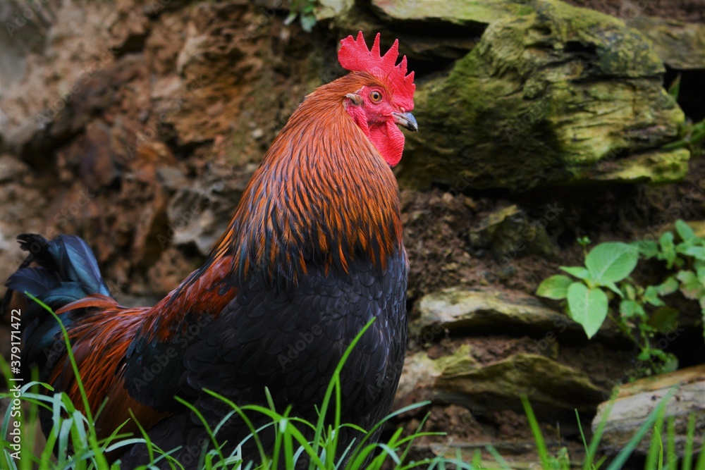 Rooster Stock Photo | Adobe Stock