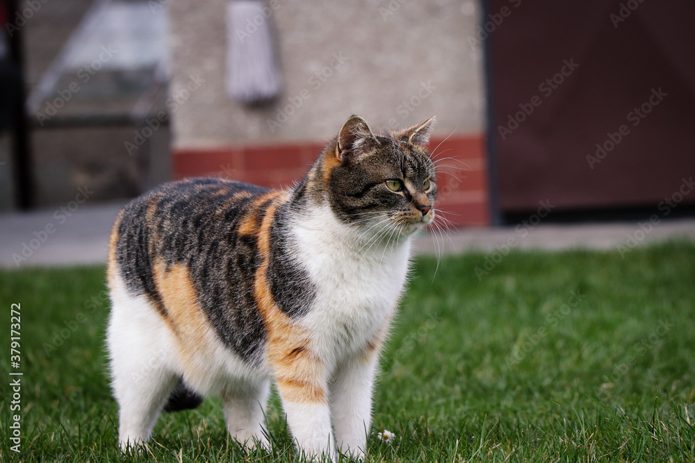 Proud cat stands in the middle of the garden and acts like the king of ...