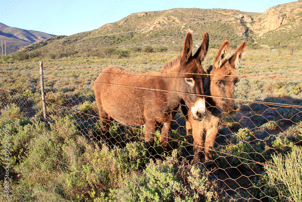 Donkeys on a farm in the Karoo. South Africa. You usually get two ...