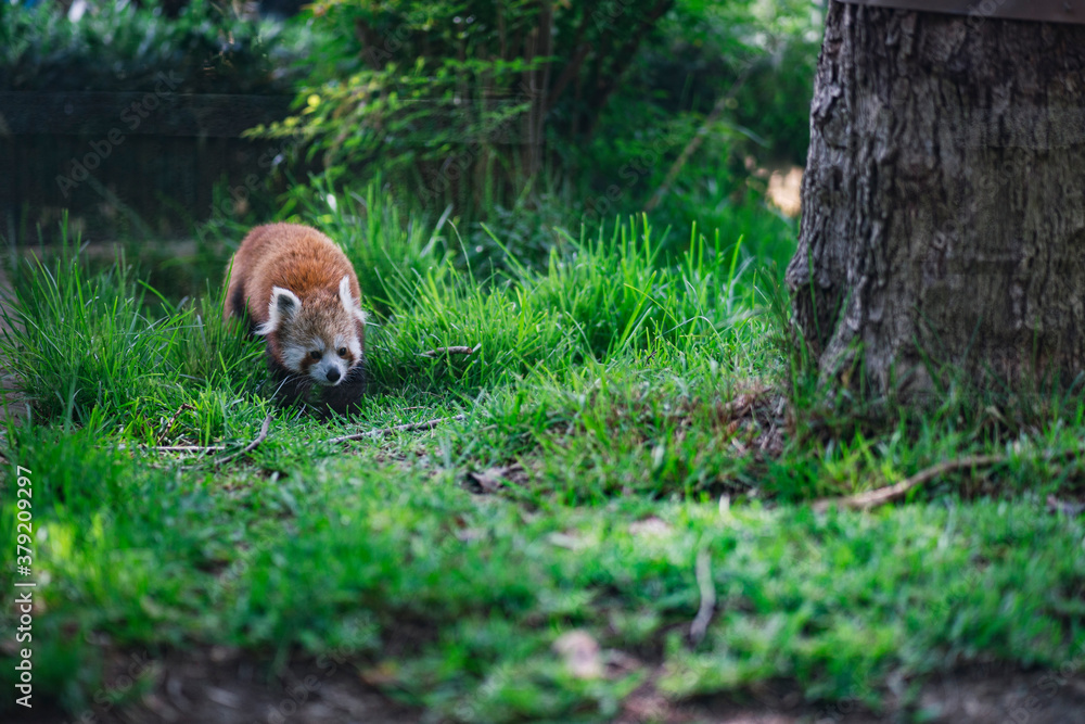 Panda rojo Stock Photo | Adobe Stock