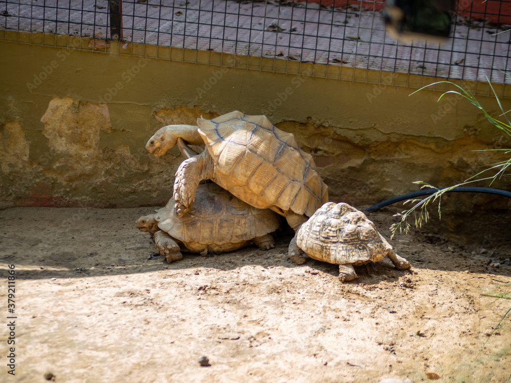 Tortugas apareándose Stock Photo | Adobe Stock