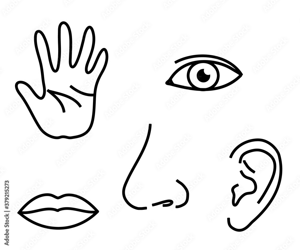 Human sense organs on a white background. Silhouette. Vector ...