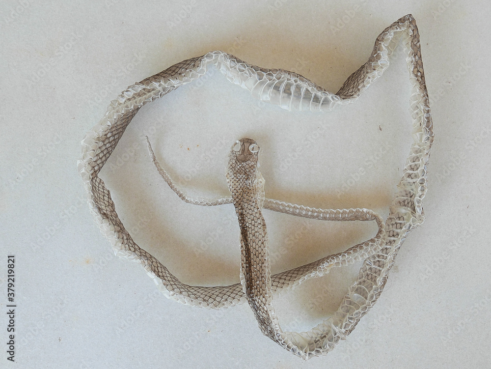 Macro closeup photo of a scaled skin of a molting snake. Reptile scale ...