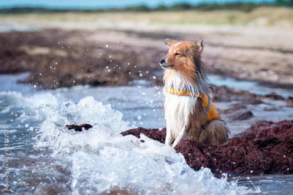Cute shetland shepdog in lifeguard vest sitting outside on summer day ...