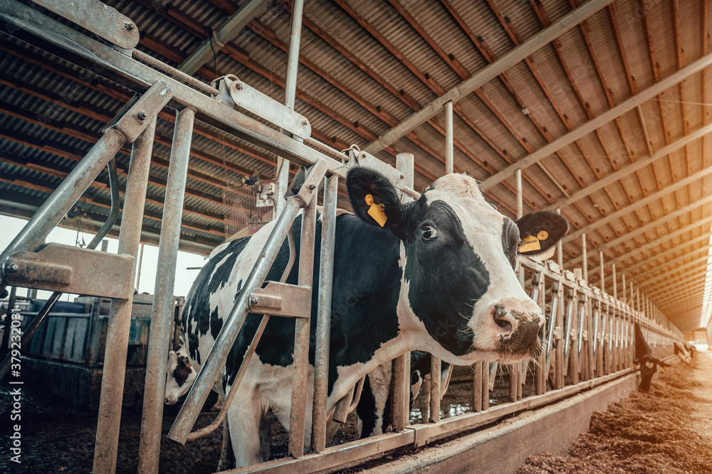 Agriculture Industry, dairy farm cow husbandry, portrait of milking cow ...