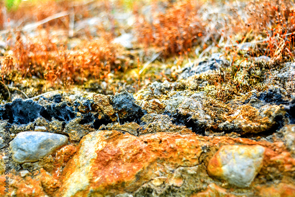 Old rusty concrete slab side view with soil layers and moss plantation ...