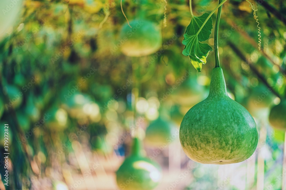 Foto de Fruit gourds in an agricultural farm.Food ideas from organic ...